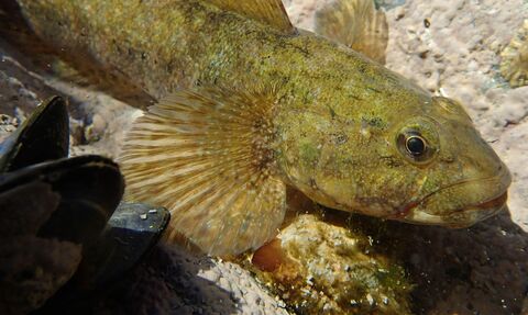 Giant goby | Isles of Scilly Wildlife Trust